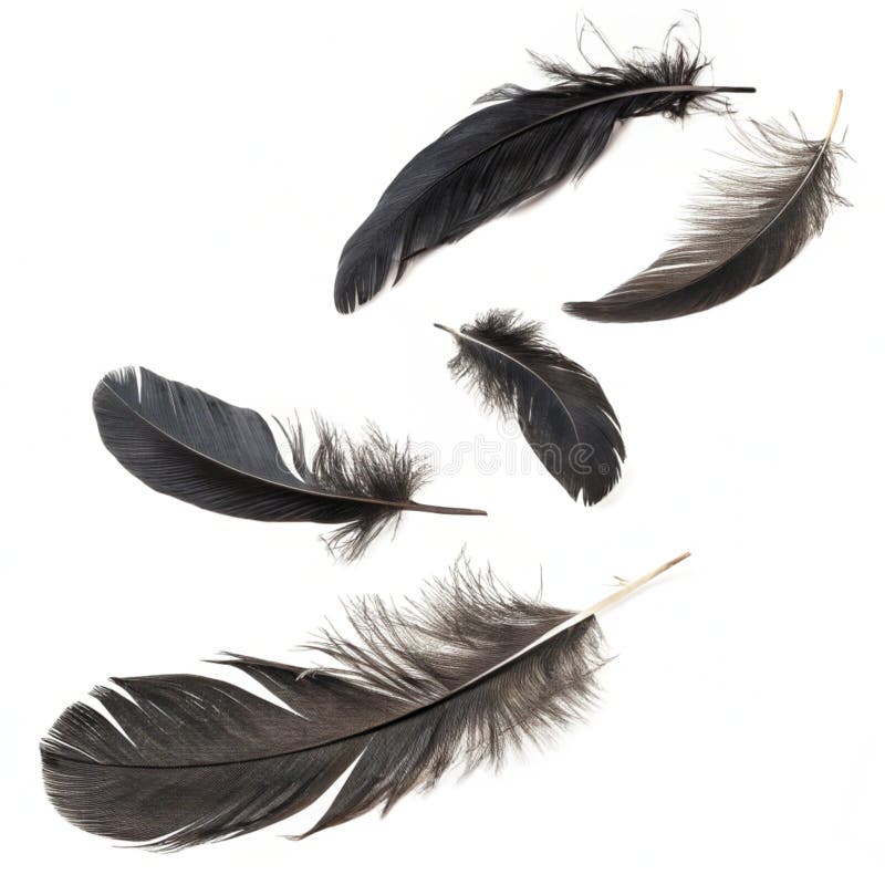 Crow Feathers Falling in Air Isolated on White Stock Illustration ...