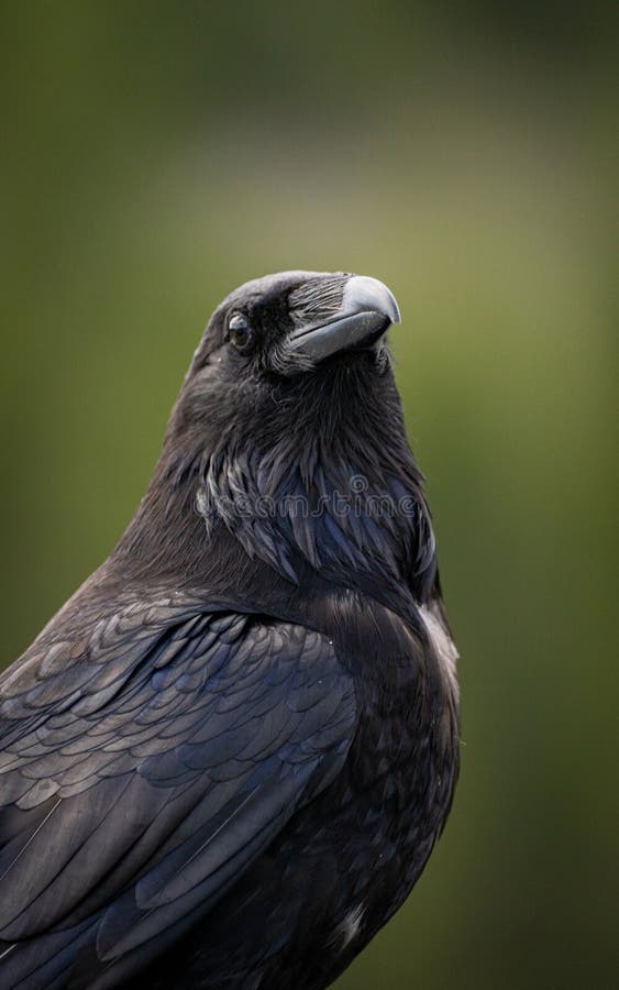 Close-up of a Crow Looking at the Camera Stock Image - Image of bird ...