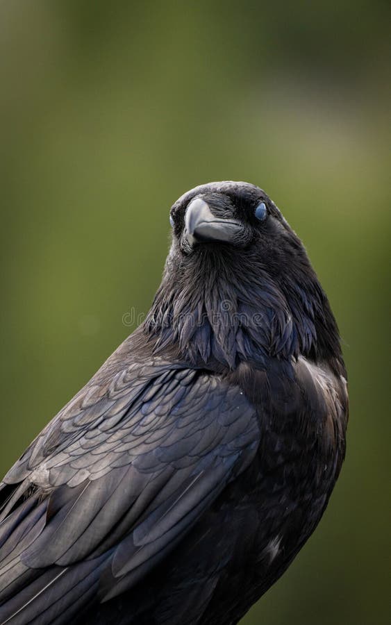 Crow looking at ocean stock photo. Image of coast, ocean - 42520454