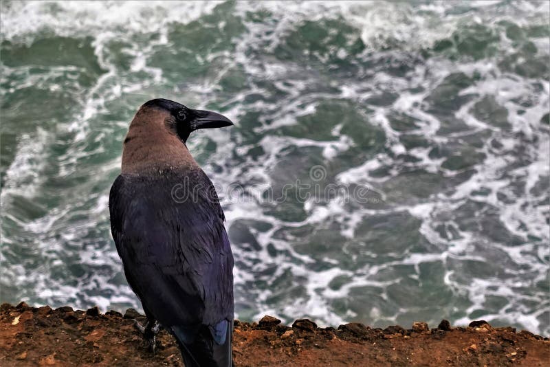 Close-up Crow on the Ocean. View from the Back Stock Photo - Image of ...