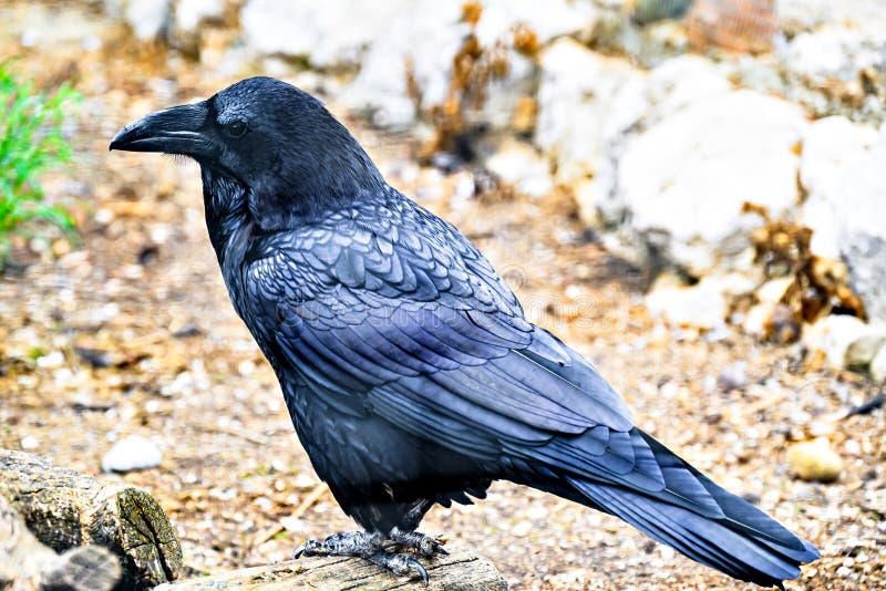 Close-up of a Crow, an Omnivorous Animal Stock Photo - Image of ...