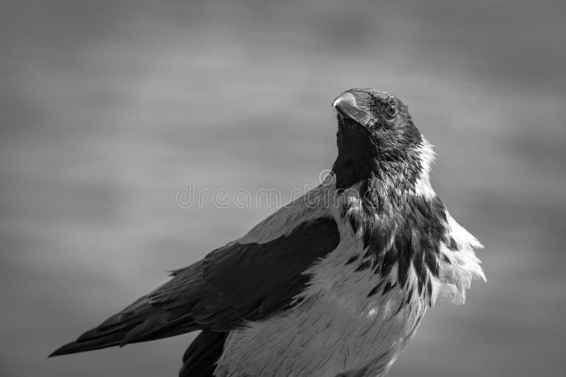 Close-up of Crow Perching Outdoors in Black and White Stock Image ...
