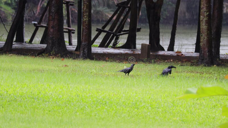 Close Up of Crow in the Rain Water. Crows Bath at the Puddle in Park ...