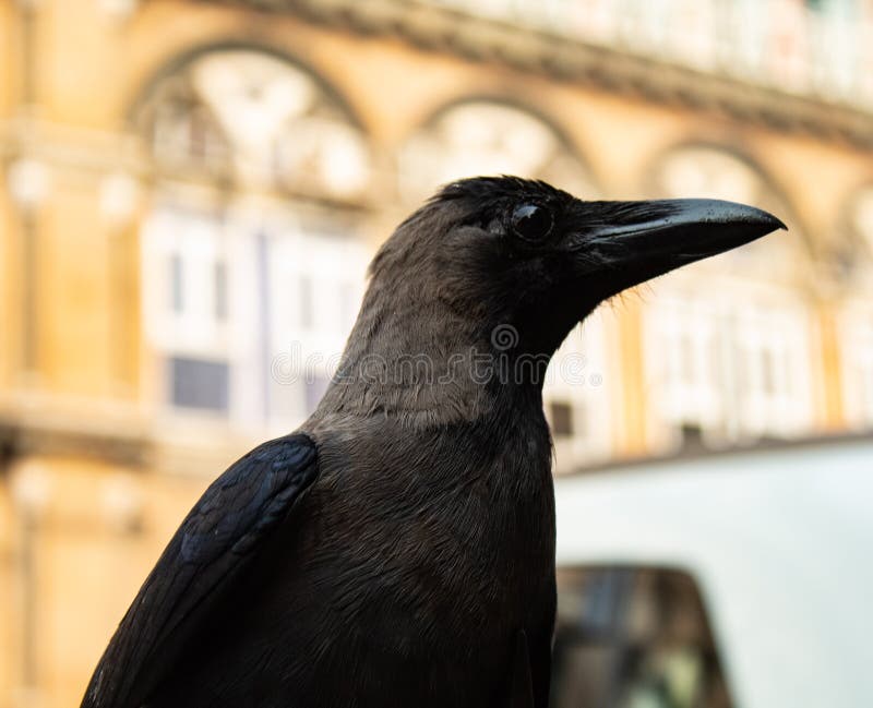 Head Crow 2 Stock Photos - Download 2,290 Royalty Free Photos