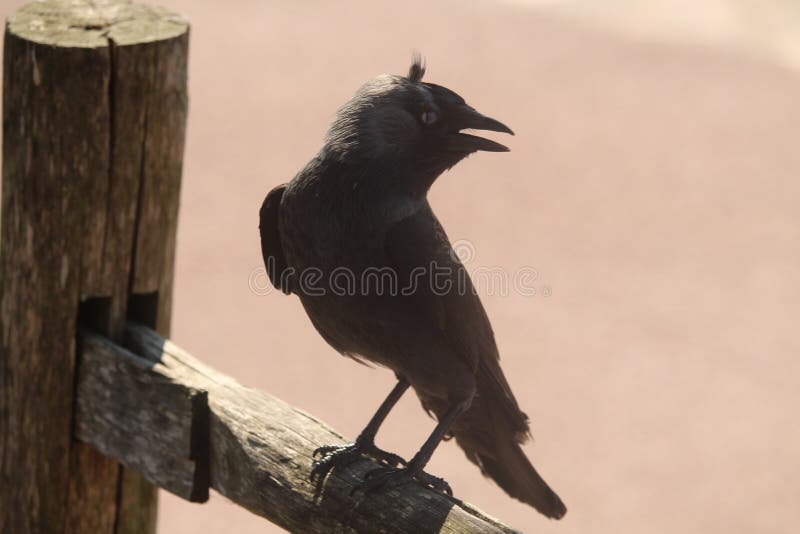 Crow Close Up stock image. Image of feathers, prey, close - 117211003