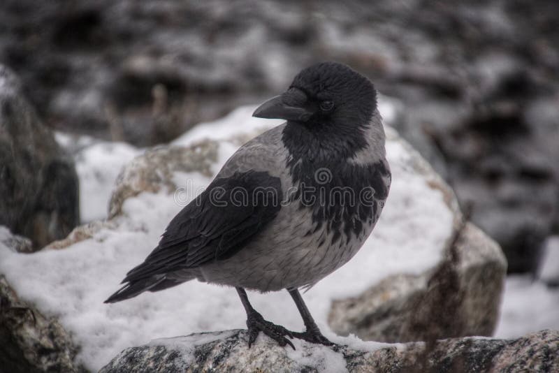 Close Up of a Crow during Winter Stock Photo - Image of finch, bird ...