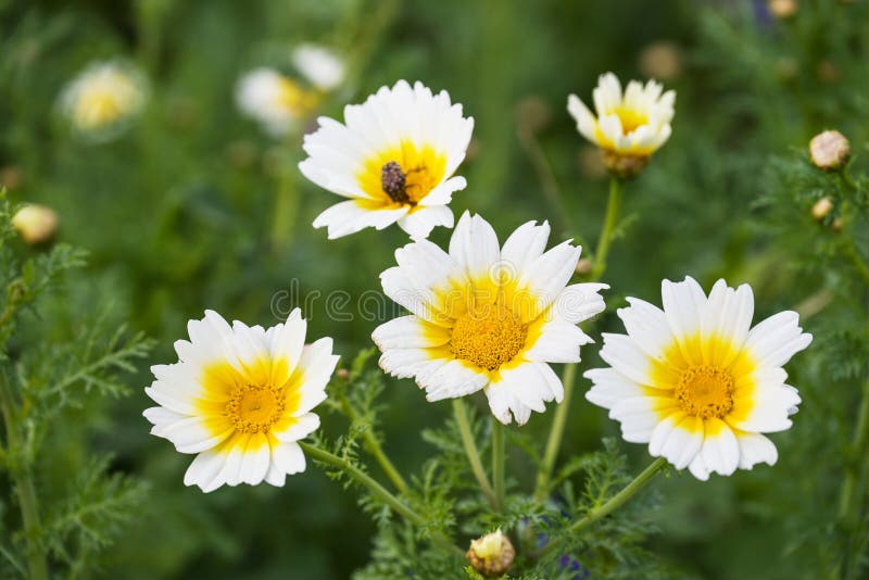 Close Up of Crown Daisy Flower.Crown Daisy Stock Image - Image of ...