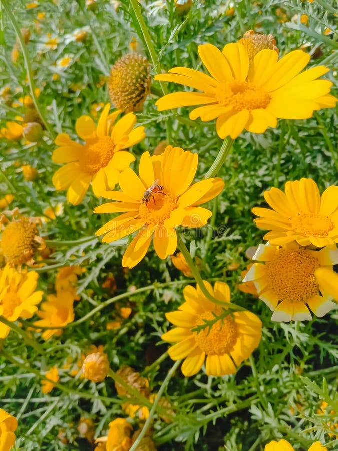 Close Up of Crown Daisy Flower.Crown Daisy.Beautiful Crown Daisy Flower ...