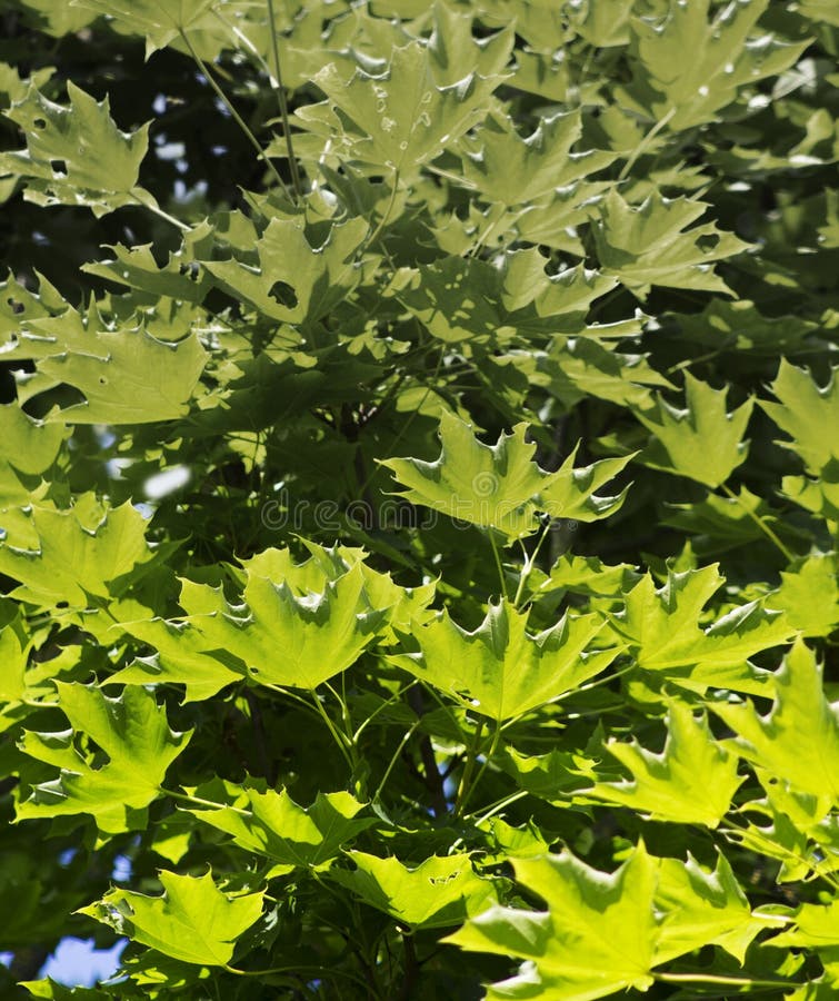 A Close Up of the Crown of a Maple Tree during Springtime Stock Photo ...