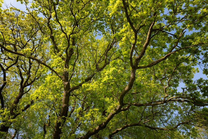 Close-up of the Crown of an Oak Tree. the First Leaves Sprout ...