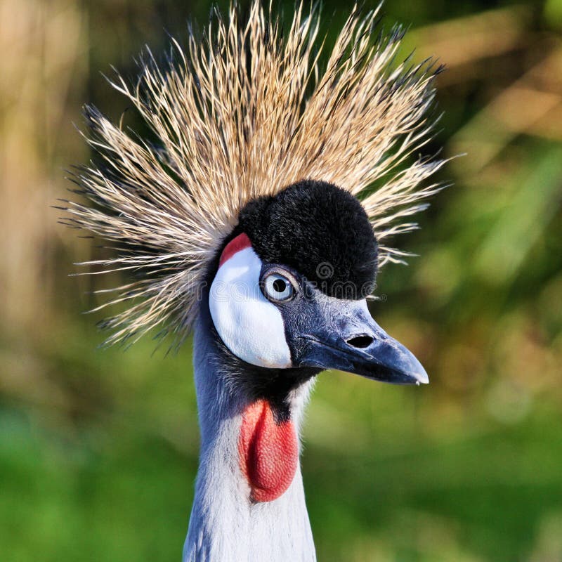 A view of a Crowned Crane stock photo. Image of close - 159581696
