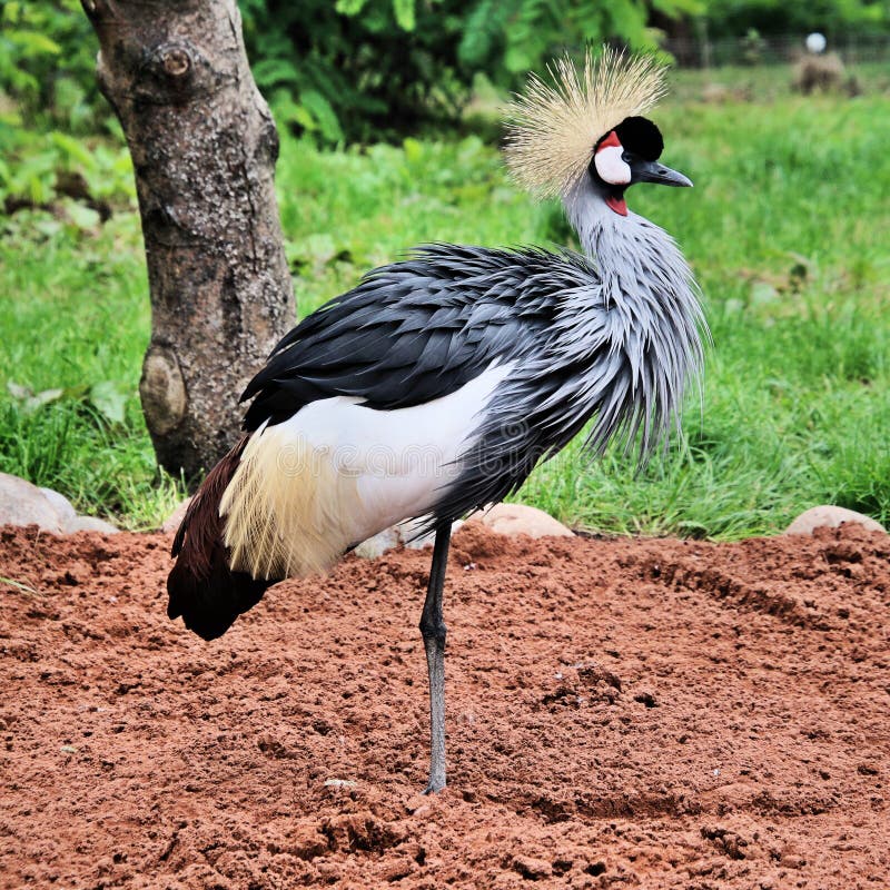 A view of a Crowned Crane stock image. Image of wild - 159581721
