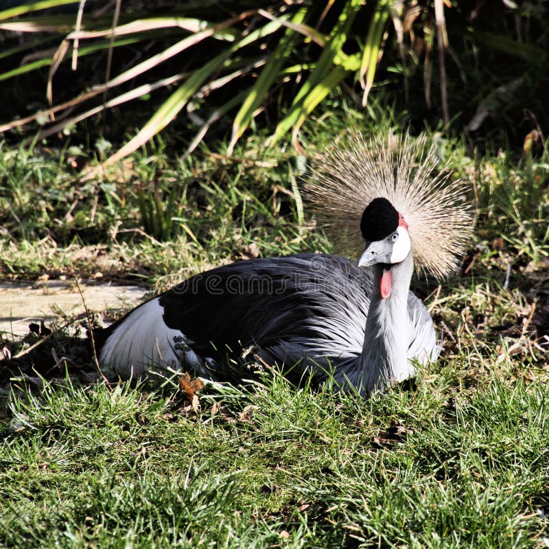 A view of a Crowned Crane stock image. Image of crown - 159581729