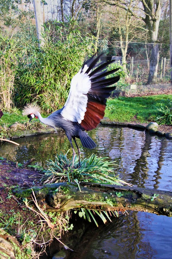 A view of a Crowned Crane stock photo. Image of close - 159581740