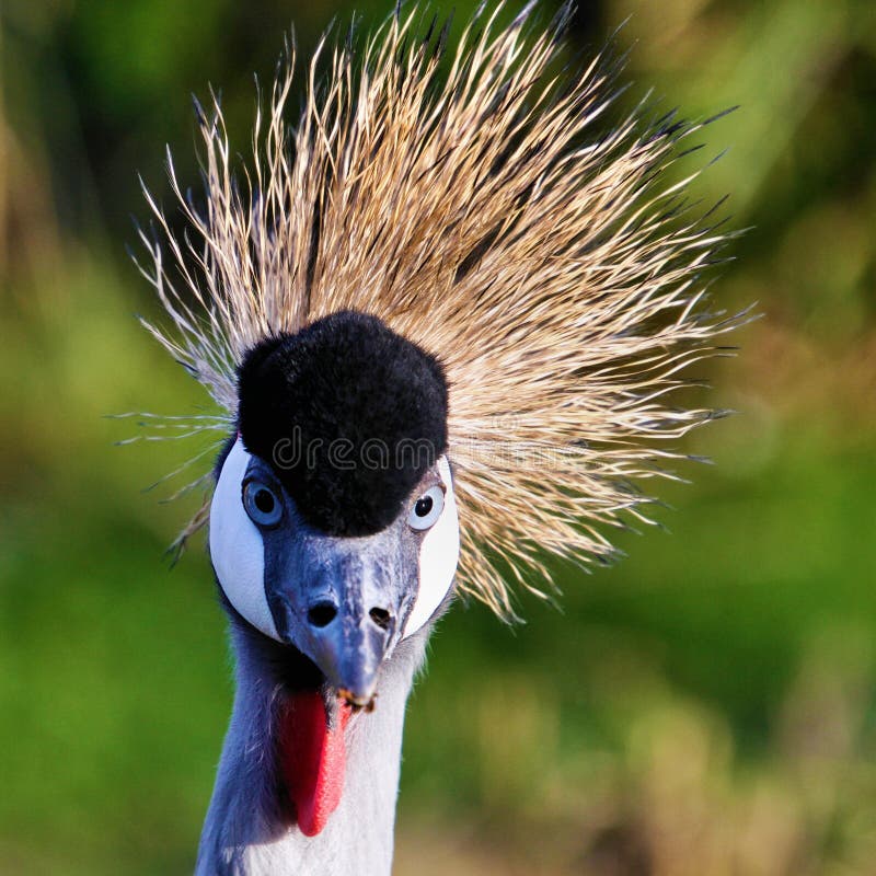 A view of a Crowned Crane stock image. Image of looking - 159581779