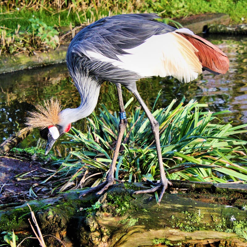 A view of a Crowned Crane stock image. Image of close - 159581833