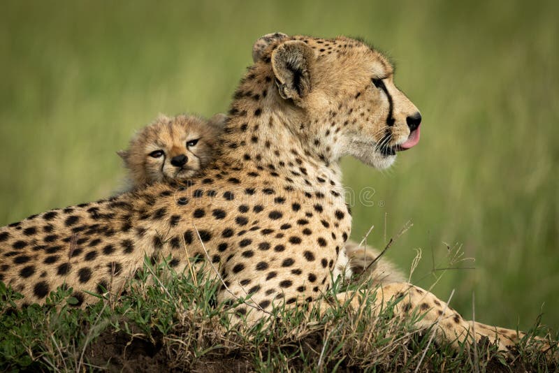 Close-up of Cub Lying Head on Cheetah Stock Image - Image of exterior ...