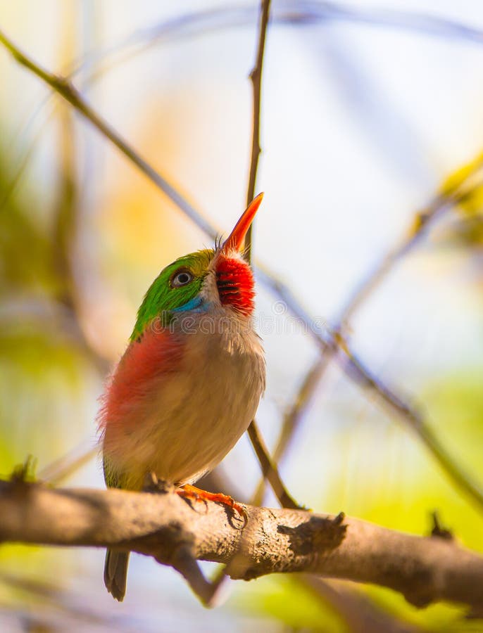 Close-up of a Cuban Tody stock image. Image of details - 38441523
