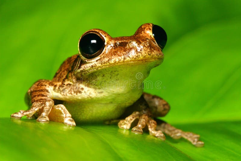 Close Up Cubano Do Treefrog Na Folha Retroiluminada Imagem de Stock ...