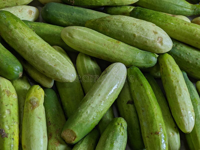 Close-up of Cucumber Vegetables Stock Photo - Image of plant, close ...