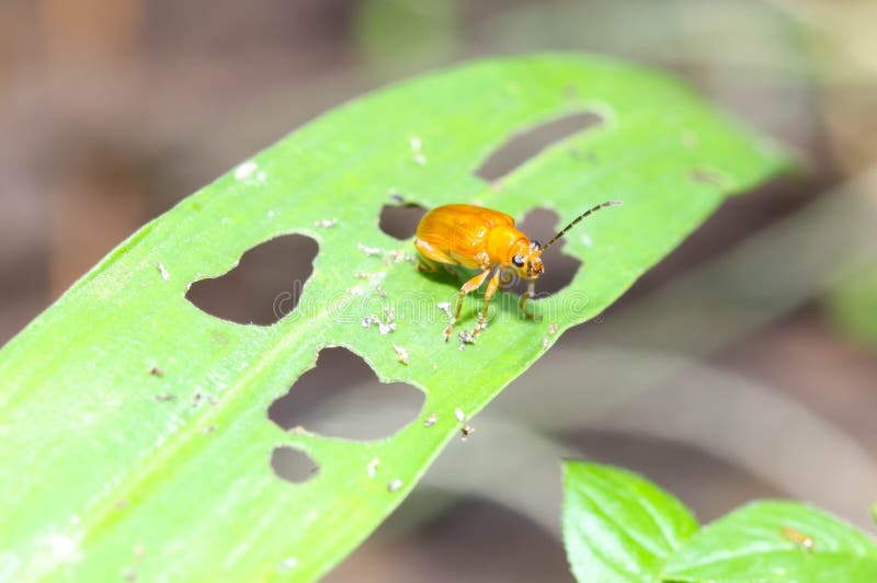 Close Up Red Cucurbit Leaf Beetle Aulacophora Indica Gmelin or Red ...