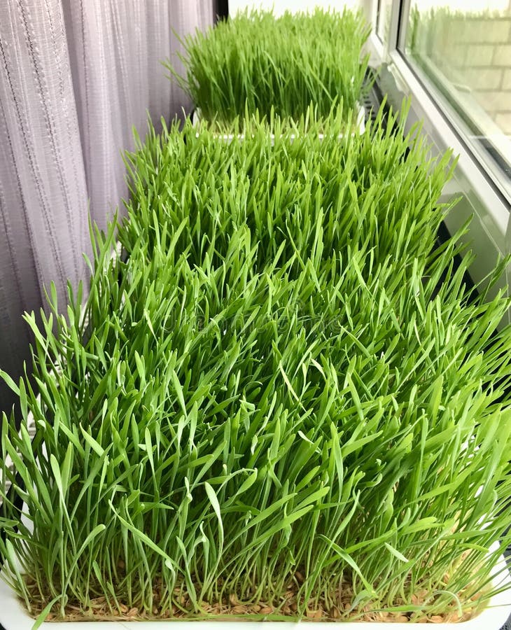 Close-up of Cultivation of Wheat Microgreens in Plastic Containers at ...