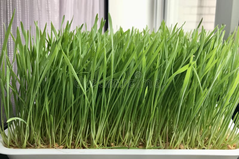 Close-up of Cultivation of Wheat Microgreens in Plastic Containers at ...