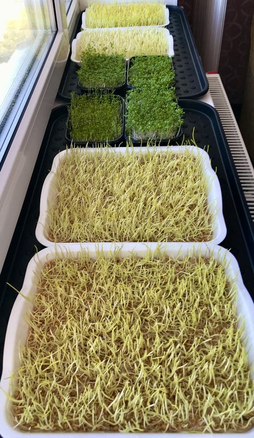 Close-up of Cultivation of Wheat Microgreens in Plastic Containers at ...