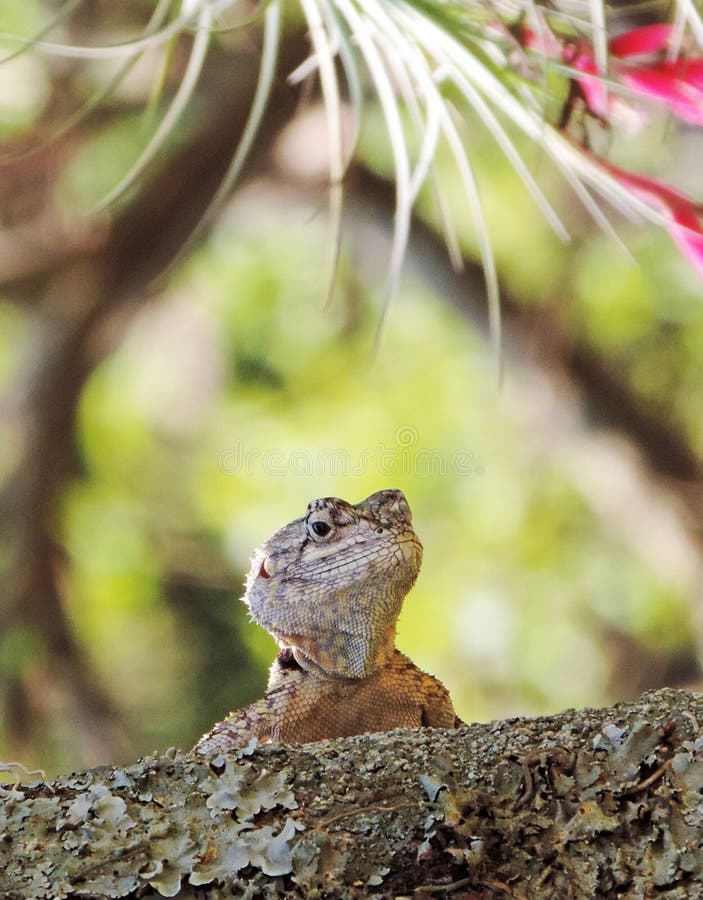 Close Up of Curious Lizard (reptile) Peeking Out from Lichen on Tree ...