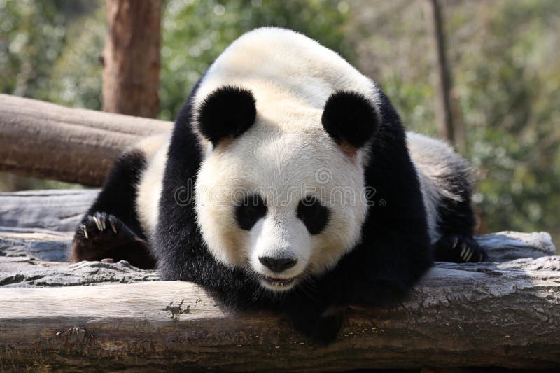Close Up Curious Panda , China Stock Image - Image of camera, china ...