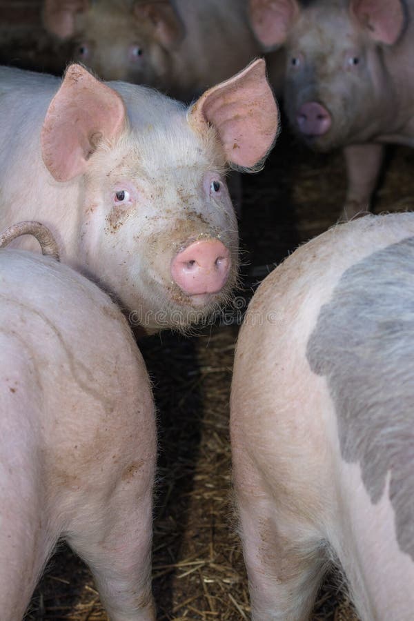 Close-Up of Curious Pigs on a Rustic Farm Stock Image - Image of ...