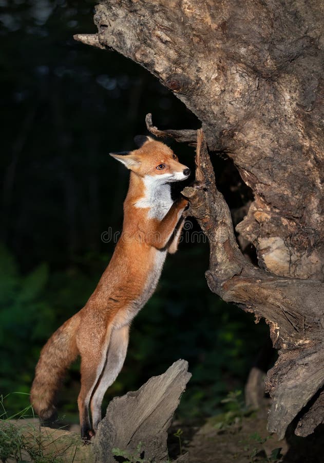 Close Up of a Curious Red Fox Leaning Against a Tree in the Forest ...