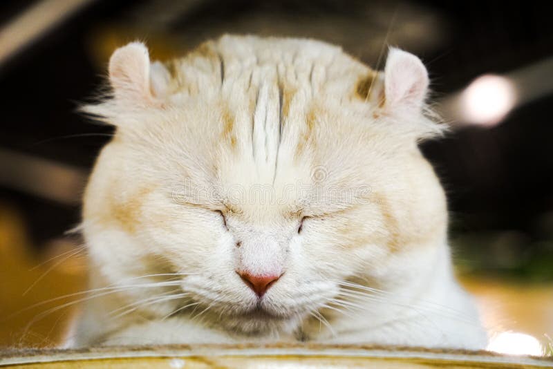 Close-up of a Curl Eared Cat Stock Image - Image of beautiful, portrait ...