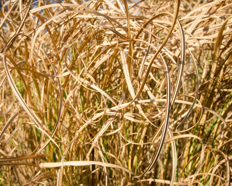Dried Reeds stock image. Image of sway, grass, blowing - 2293663
