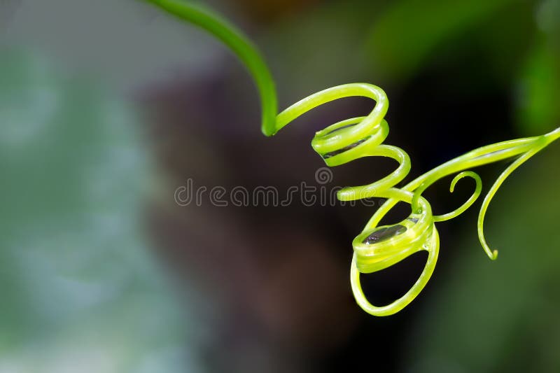 Close Up Of Curled Plant Tendril Stock Image - Image of green, coiled ...