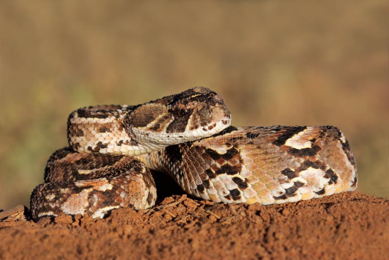 Puff Adder Viper (Bitis Arietans) on the Road Stock Photo - Image of ...