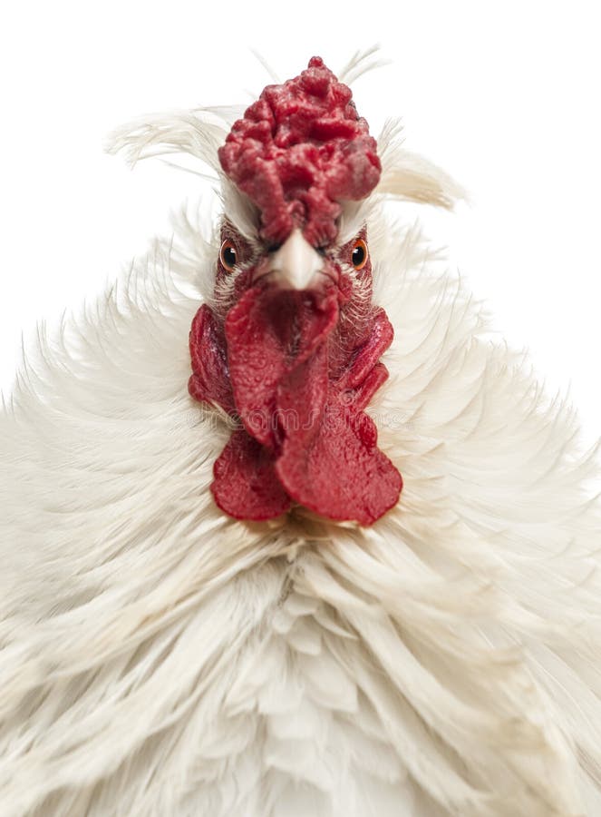 Front Facing Rooster Stock Photos - Free & Royalty-Free Stock Photos ...