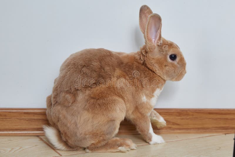 Close-up of a Curly-haired Thoroughbred Rabbit Sitting on the Floor in ...
