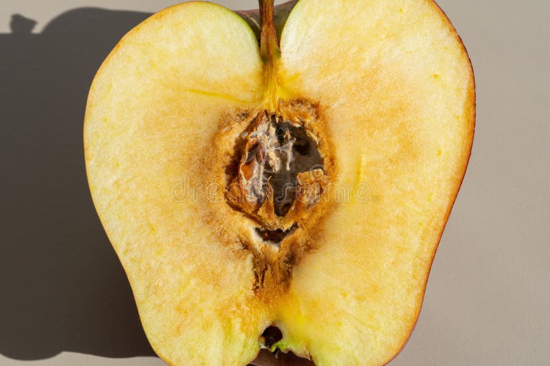 Close-up of a Cut Apple Showing Extensive Internal Rot and ...