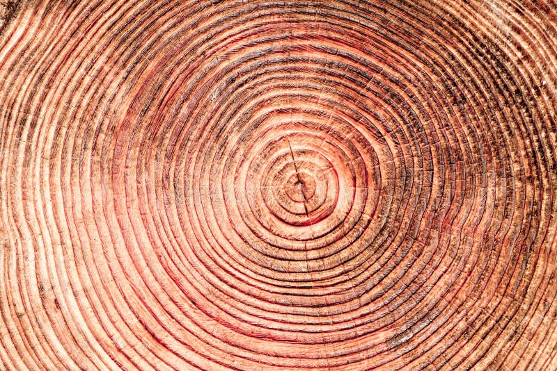 Cross Section of the Cedar Tree . Graphic Resources, Wooden Background ...