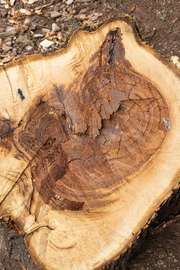 Close Up of Cut Chestnut Trunk Stock Photo - Image of brown, ecology ...