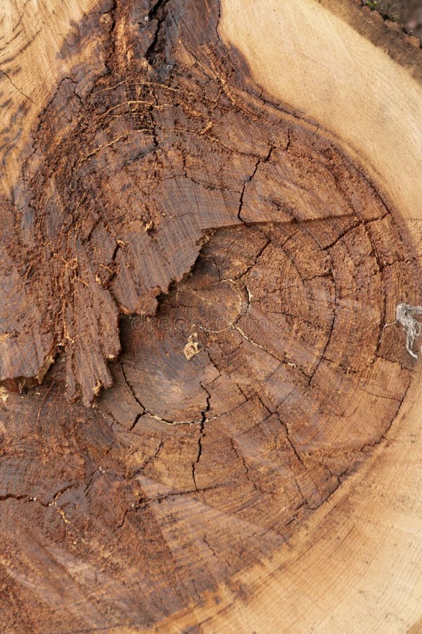 Close Up of Cut Chestnut Trunk Stock Photo - Image of fuel, circle ...