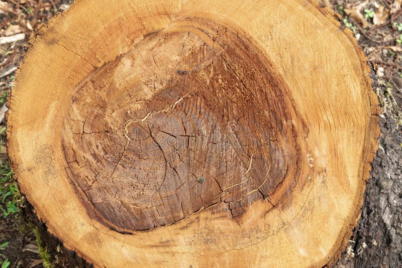 Close Up of Cut Chestnut Trunk Stock Photo - Image of circle, pattern ...