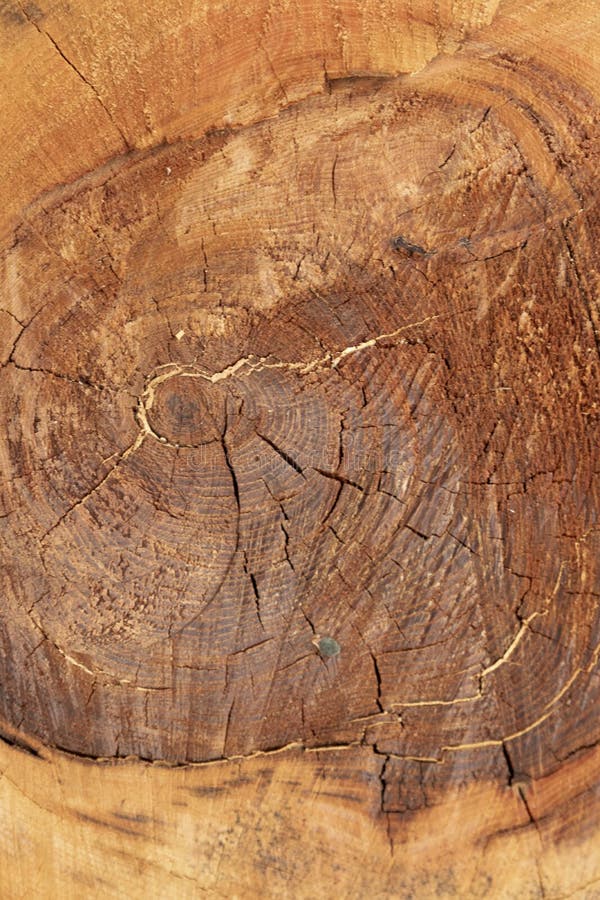 Close Up of Cut Chestnut Trunk Stock Image - Image of logging, circle ...