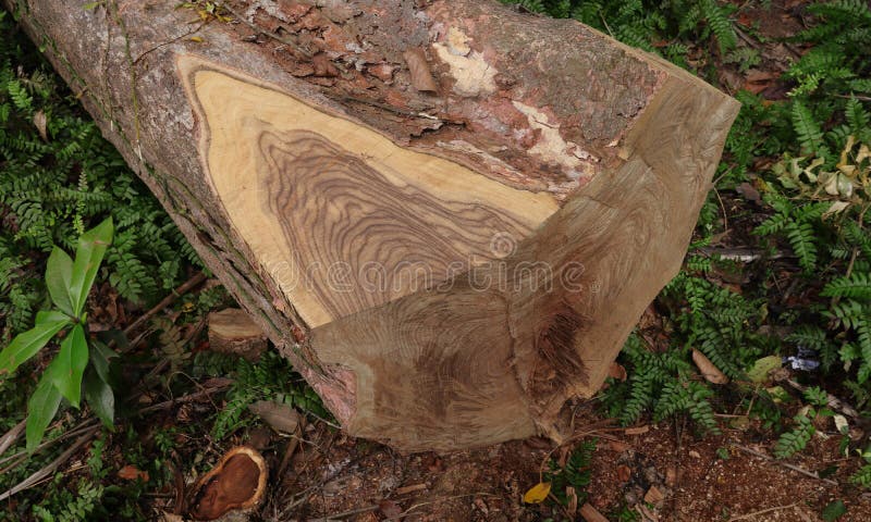 Close Up of a Cut Down Portion of a Large Tree Stem Stock Image - Image ...