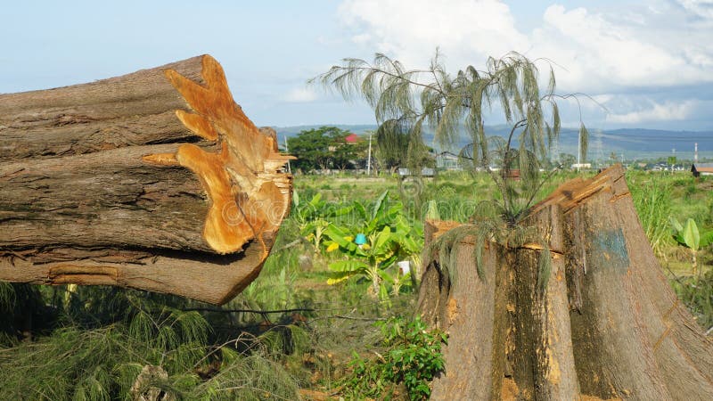 Close-up of a Cut Down Tree Stock Photo - Image of outdoors ...