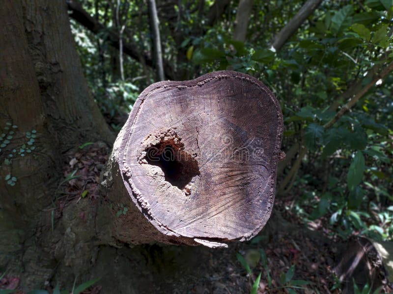 Close-up Cut Down Tree Trunk Section. Stock Image - Image of wood, soil ...