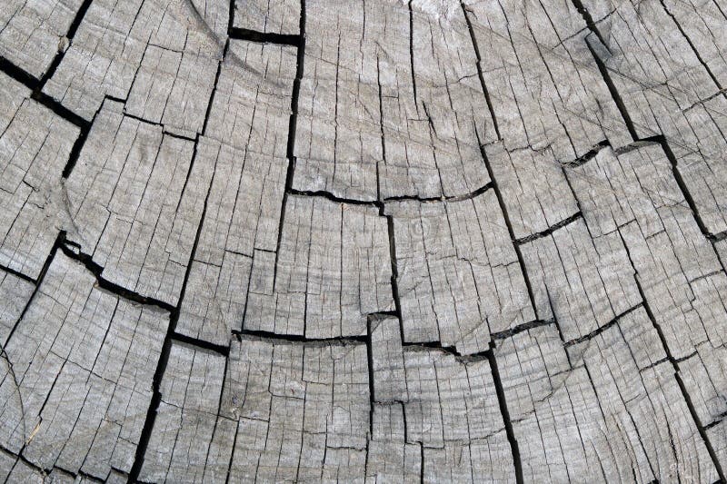 Close-up Cut of an Old Log or Stump with Cracks Stock Image - Image of ...