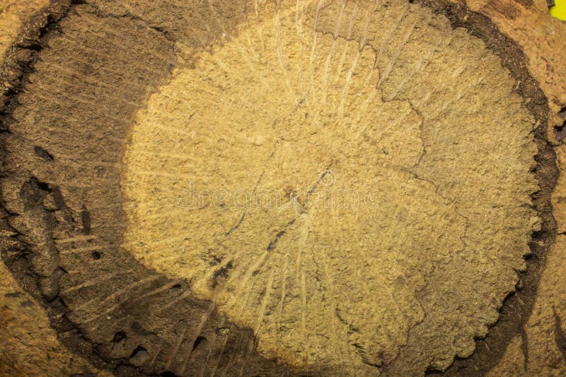 Cut of old rotten tree stock image. Image of closeup - 184860683