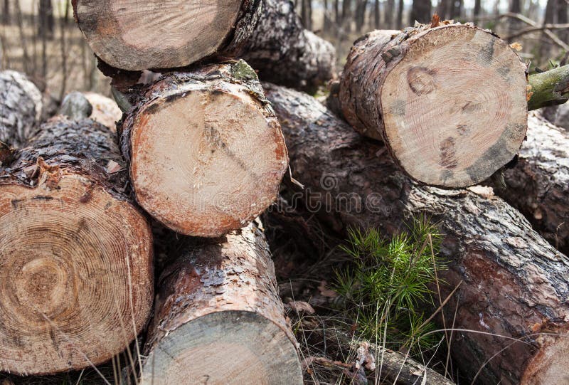 Close Up of Cut Pine Logs in the Forest Stock Photo - Image of natural ...